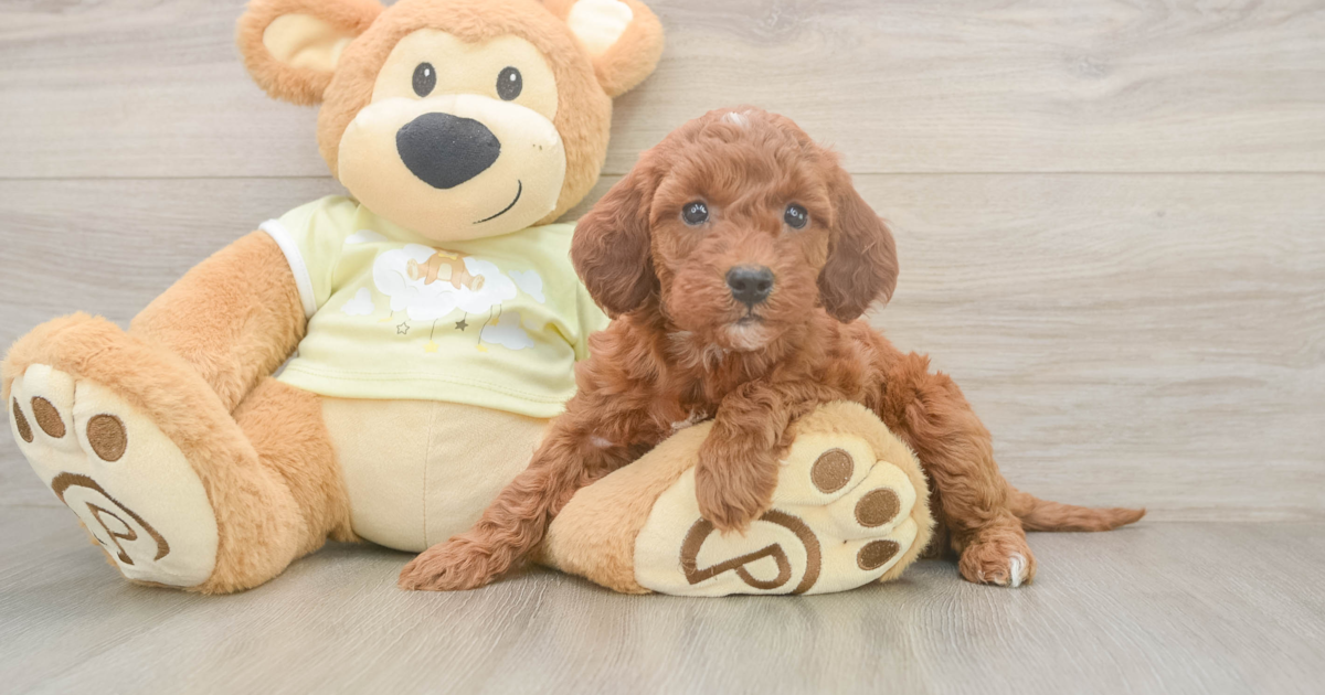 Smart Mini Irish Doodle Anabelle: 6lb 7oz Doodle Puppy