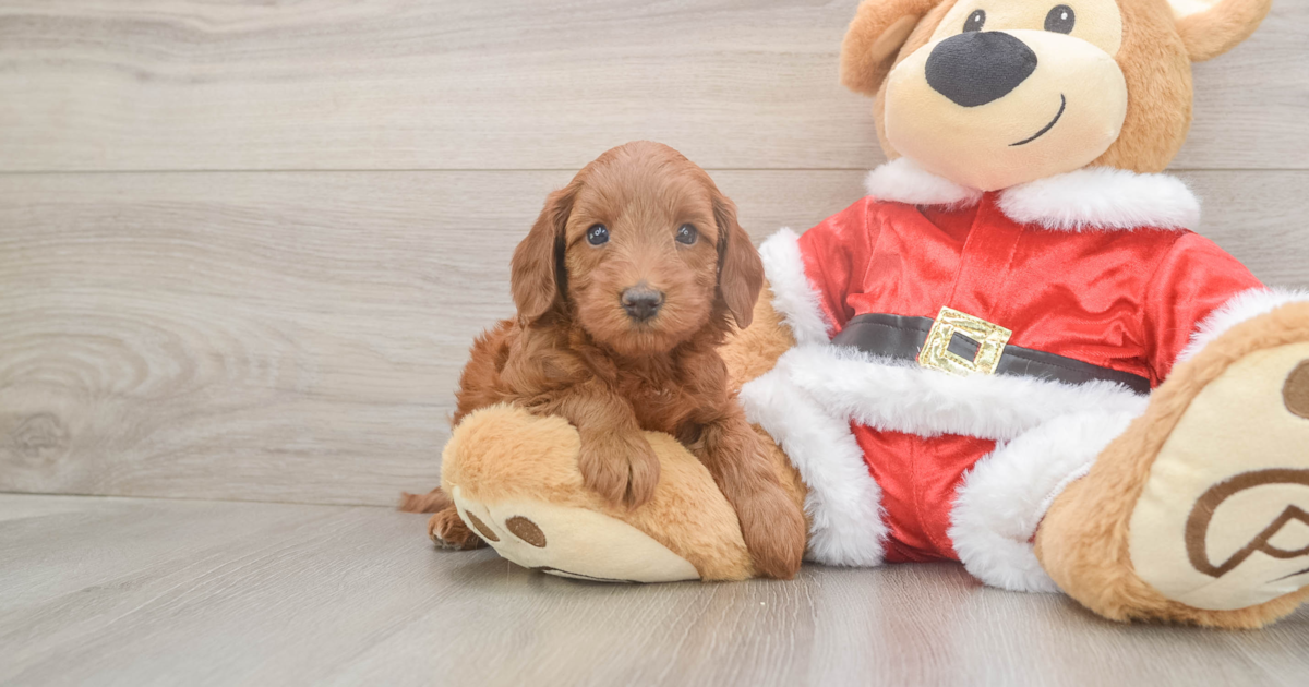 Popular Mini Irish Doodle Bambi: 4lb 3oz Doodle Puppy