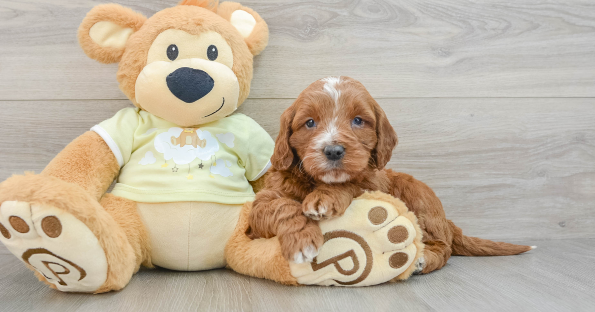 Adorable Mini Irish Doodle Baron: 10lb 15oz Doodle Puppy