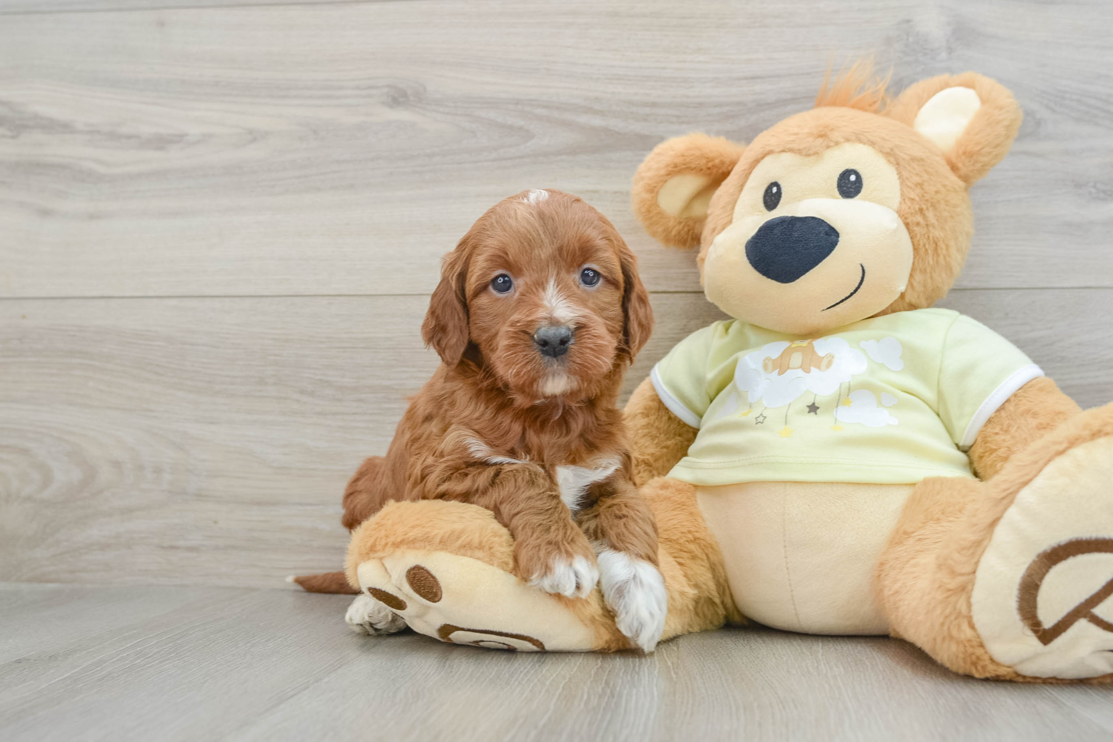 Photo Gallery: Beautiful Mini Irish Doodle Pictures | Premier Pups