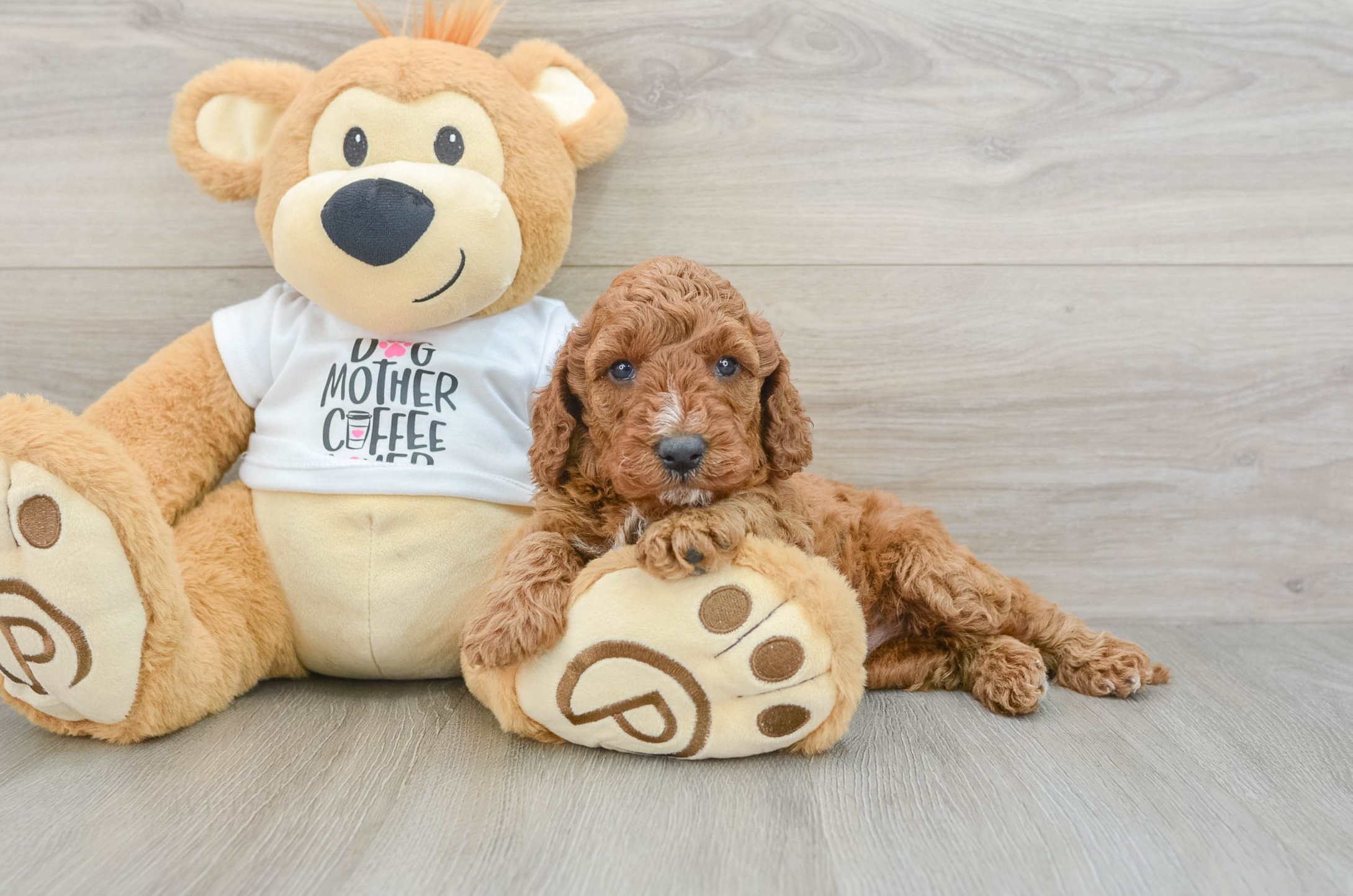Mini Portidoodle Puppies for Sale - Petite Size | Premier Pups