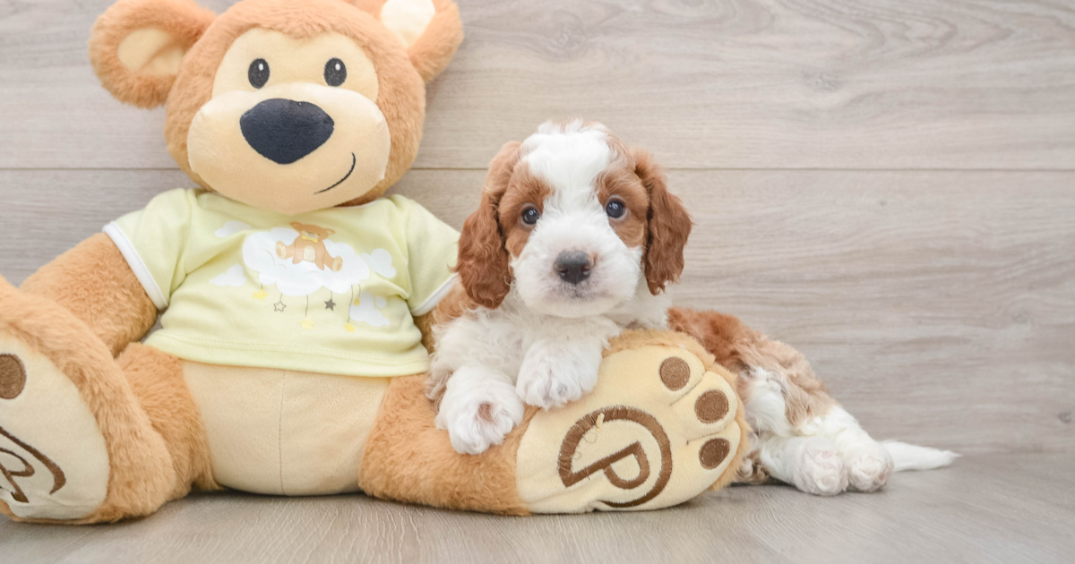 Cute Mini Irish Doodle George: 7lb 11oz Doodle Puppy