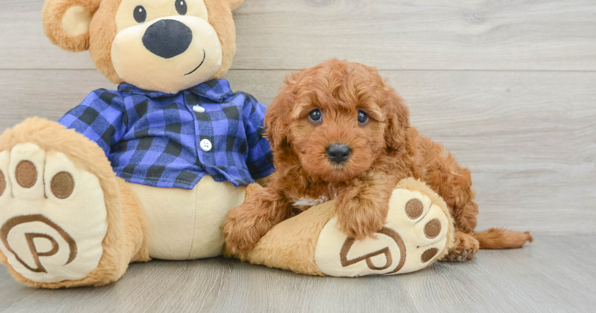 Happy Mini Irish Doodle Goldilocks: 6lb 10oz Doodle Puppy