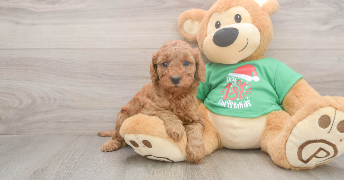 Playful Mini Irish Doodle Goldilocks: 3lb 12oz Doodle Puppy