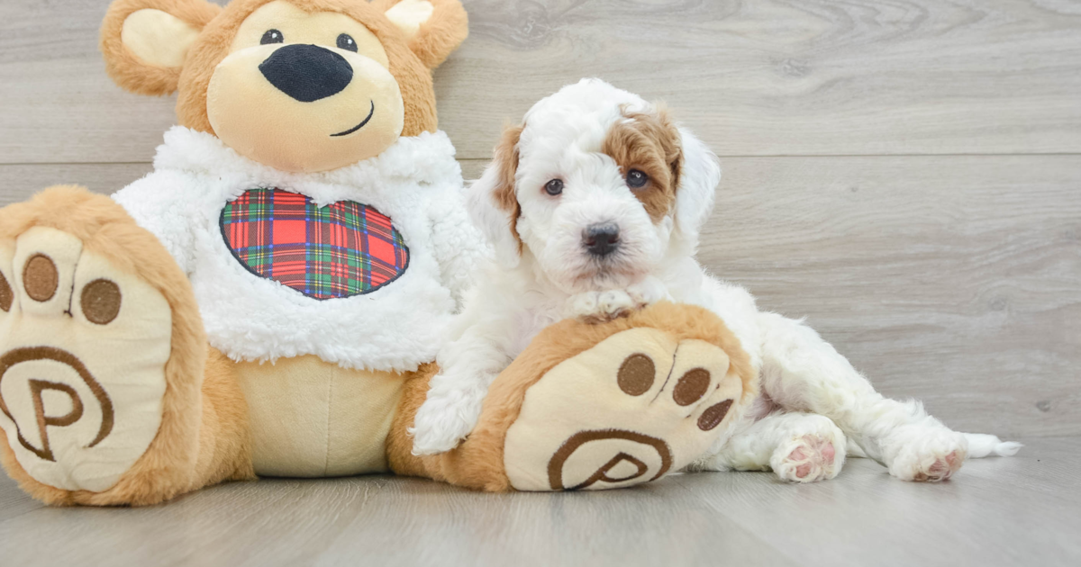 Smart Mini Irish Doodle Jimmy: 8lb 1oz Doodle Puppy