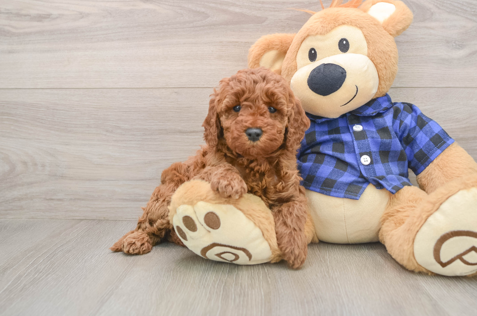 Mini Irish Doodle Puppies For Sale - Premier Pups