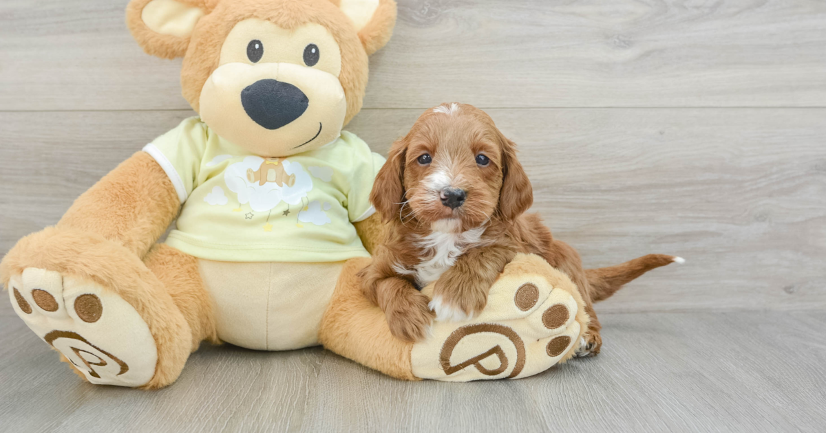 Popular Mini Irish Doodle Perry: 7lb 9oz Doodle Puppy