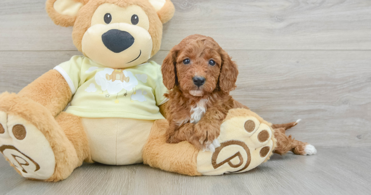 Cute Mini Irish Doodle Pia: 6lb 11oz Doodle Puppy