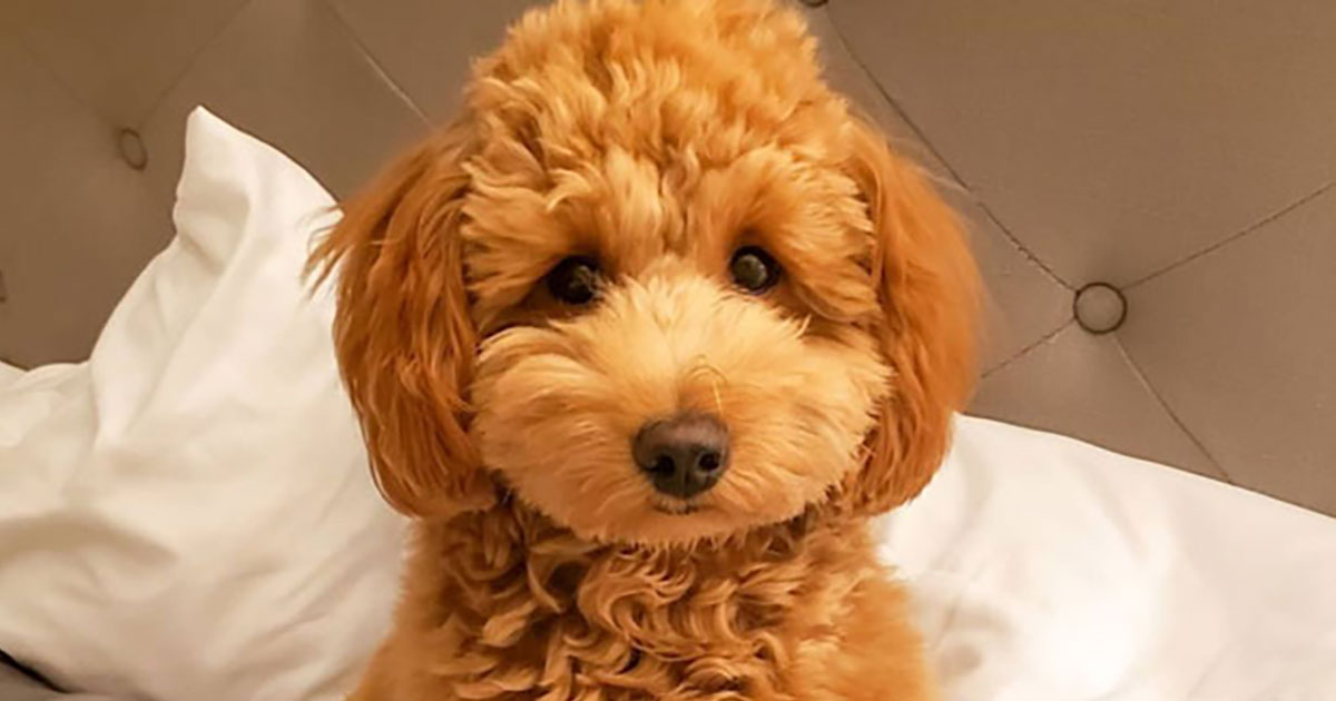 Mini Irish Doodle Puppies For Sale - Premier Pups