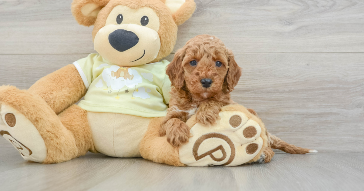 Cute Mini Irish Doodle Prosecco: 6lb 12oz Doodle Puppy