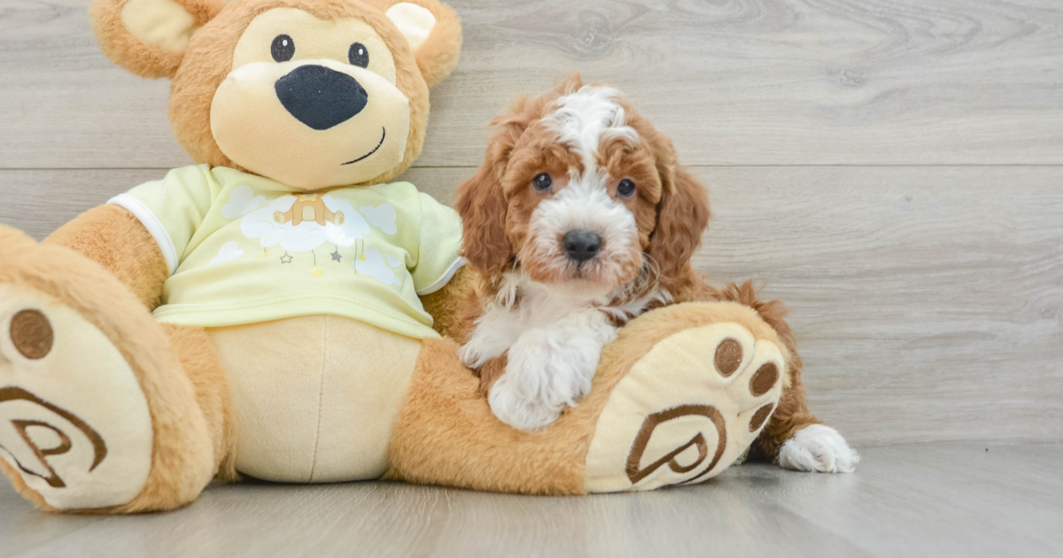 Cute Mini Irish Doodle Rebel: 7lb 10oz Doodle Puppy