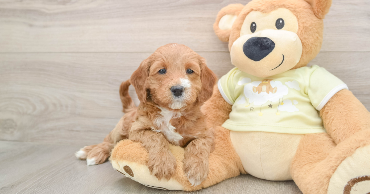 Mini Irish Doodle Tatum: 4lb 10oz Doodle Puppy