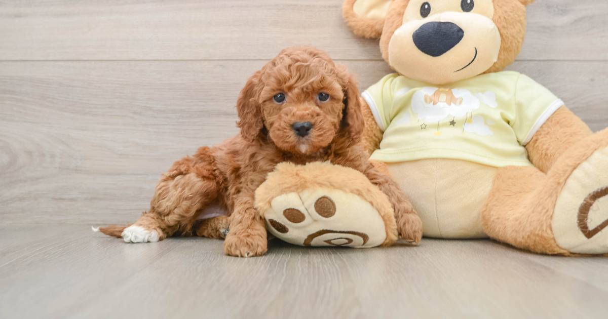 Cute Mini Irish Doodle Tayla: 5lb 13oz Doodle Puppy