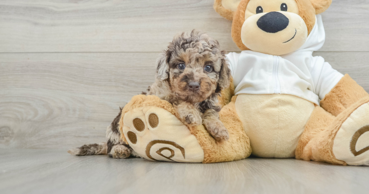 Little Mini Labradoodle Aquarius: 5lb 2oz Doodle Puppy