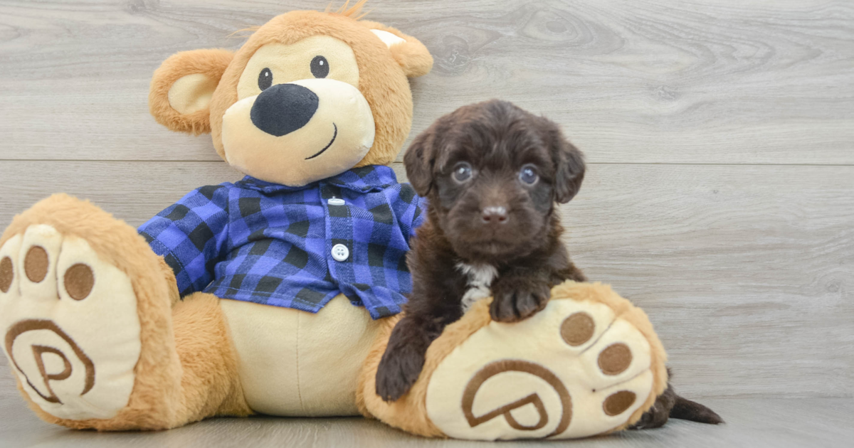 Cute Mini Labradoodle Artisan: 4lb 10oz Doodle Puppy