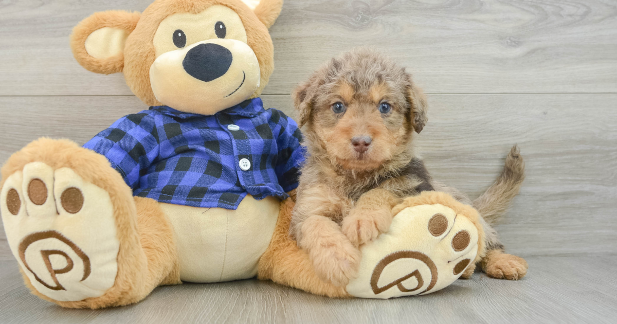 Energetic Mini Labradoodle Kash: 7lb 2oz Doodle Puppy