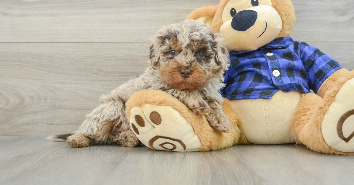Little Mini Labradoodle Kodah: 6lb 5oz Doodle Puppy