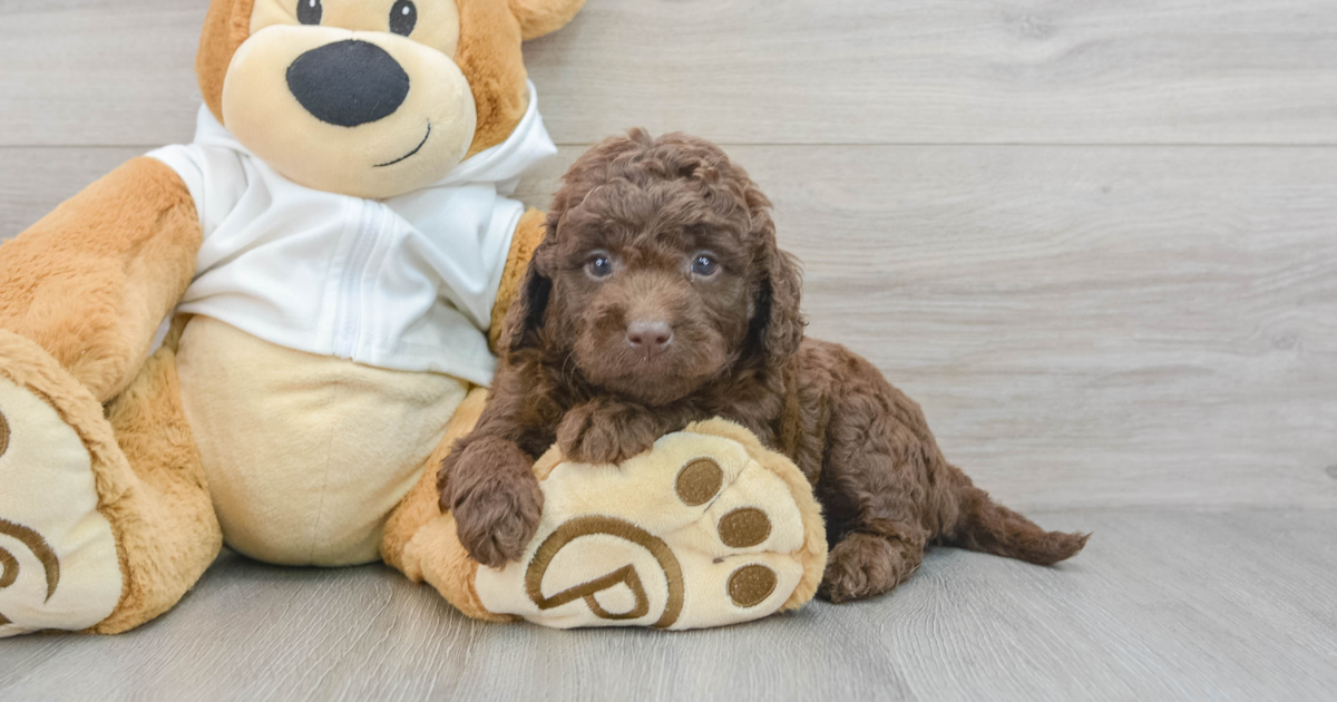 Cute Mini Labradoodle Lulu: 6lb 5oz Doodle Puppy