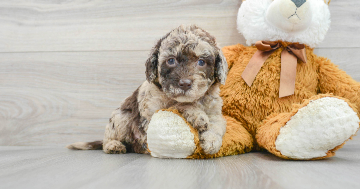 Friendly Mini Labradoodle Marley: 7lb 1oz Doodle Puppy