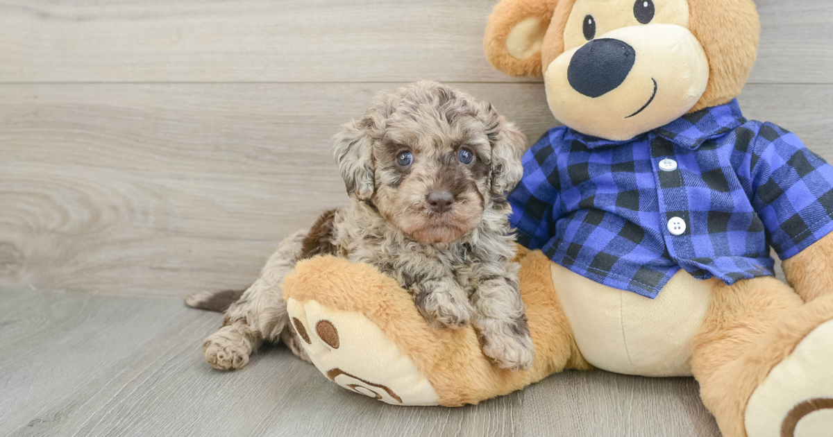 Adorable Mini Labradoodle Patanga: 6lb 2oz Doodle Puppy