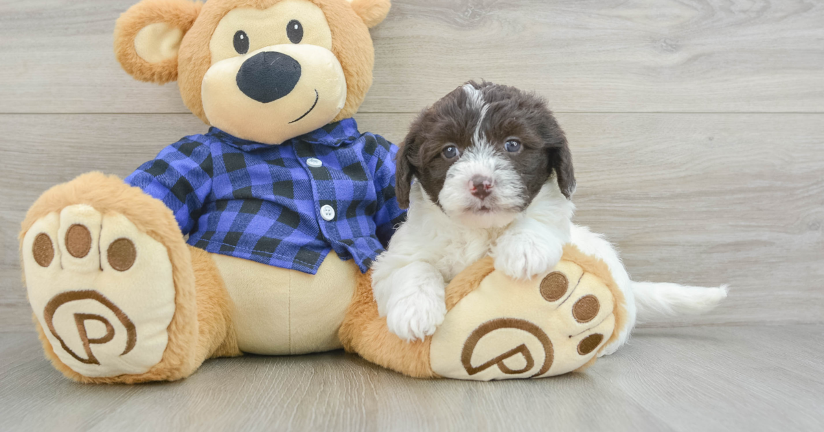 Adorable Mini Labradoodle Patches: 7lb 3oz Doodle Puppy