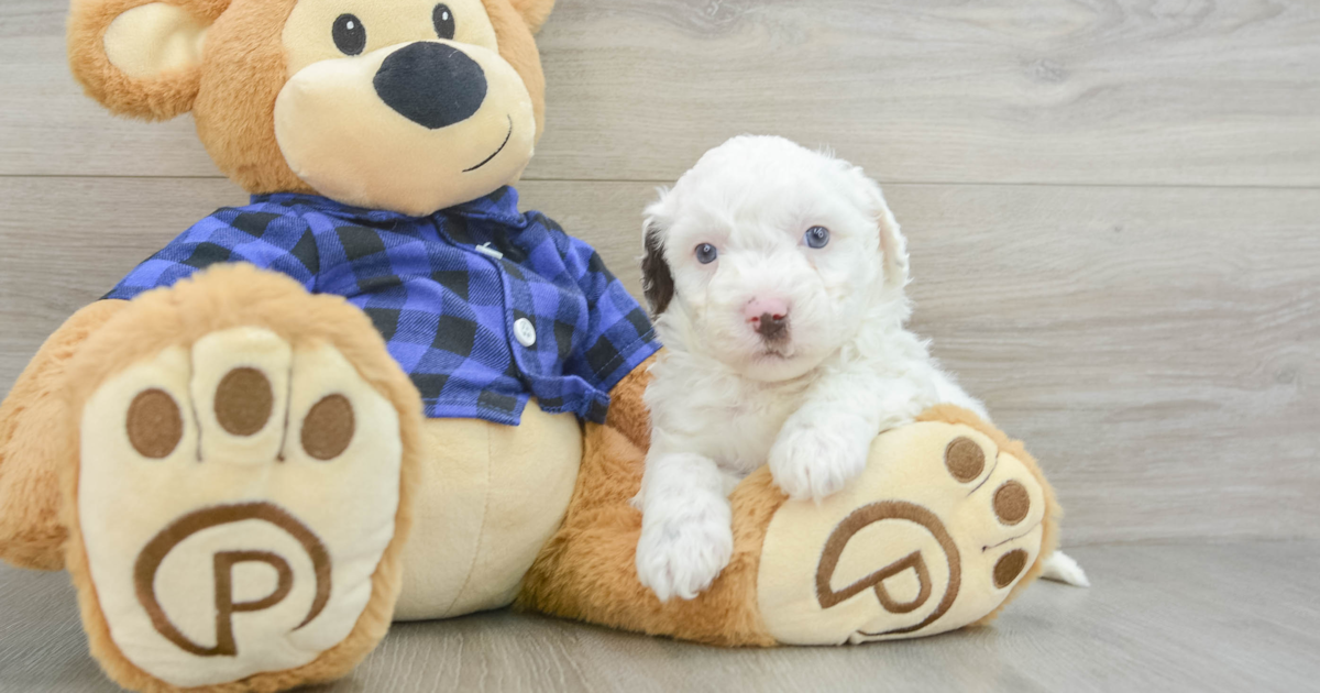 Funny Mini Labradoodle Patrick: 5lb 15oz Doodle Puppy