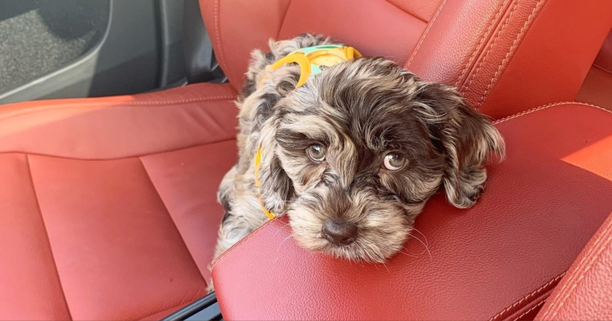 Labrapoo Puppies for Sale in Smithtown, New York