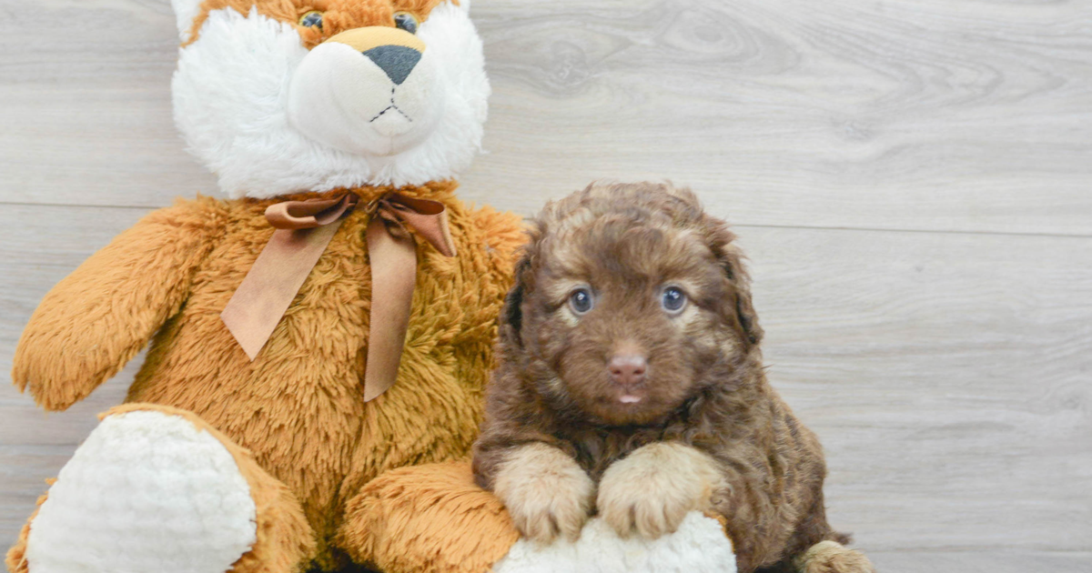 Funny Mini Labradoodle Seinfeld: 4lb 15oz Doodle Puppy