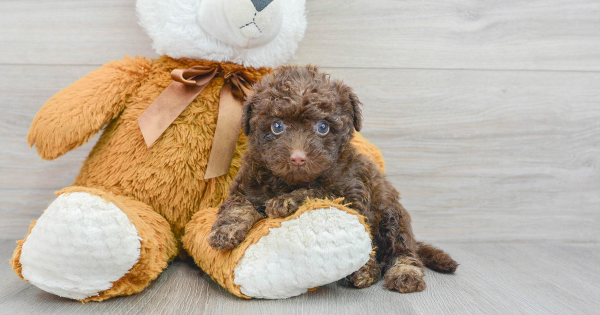 Funny Mini Labradoodle Silvio: 2lb 10oz Doodle Puppy