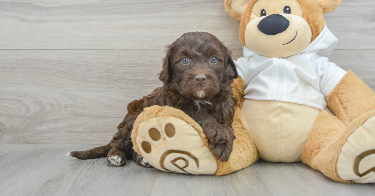 Little Mini Labradoodle Stapleton: 8lb 12oz Doodle Puppy