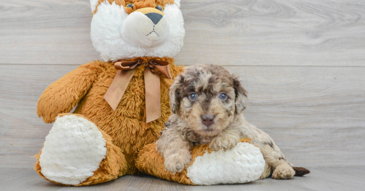 Funny Mini Labradoodle Story: 3lb 11oz Doodle Puppy