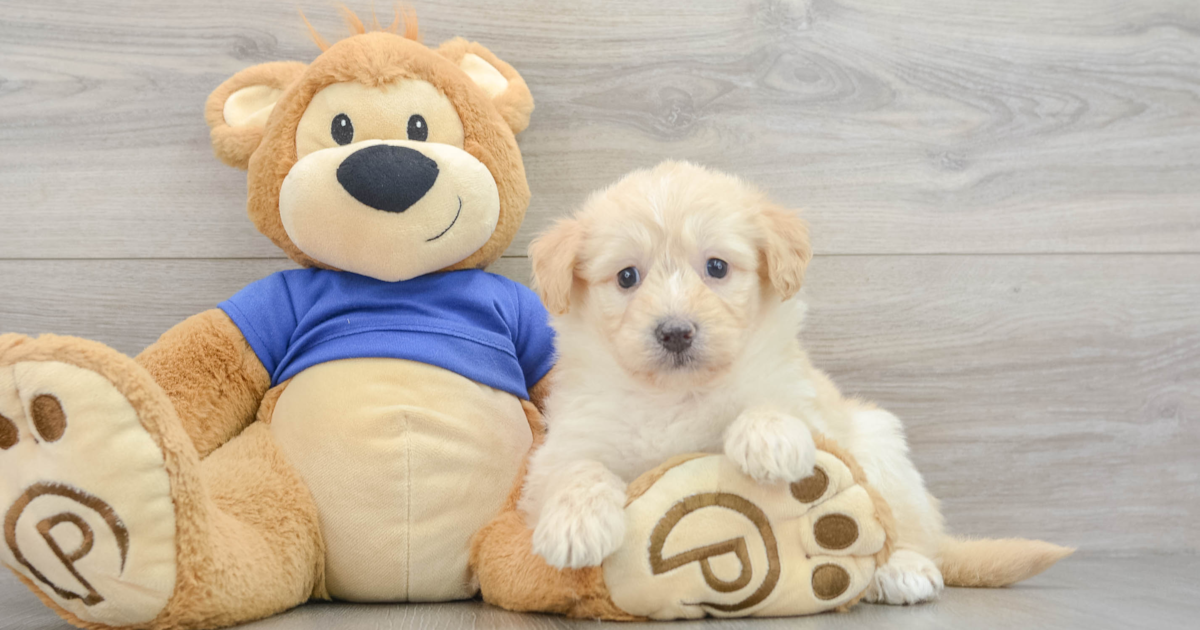 Little Mini Pomskydoodle Allie: 7lb 12oz Doodle Puppy