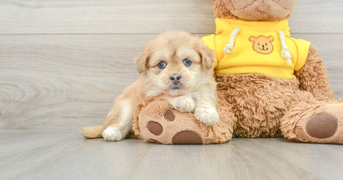 Petite Mini Pomskydoodle Julie: 3lb 4oz Doodle Puppy