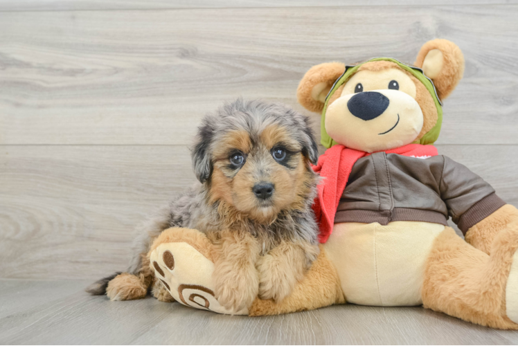 Adorable Mini Pomskydoodle Allie: 9lb 3oz Doodle Puppy
