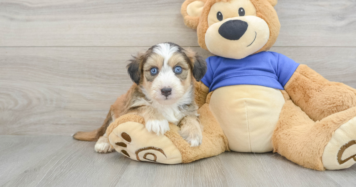 Friendly Mini Pomskydoodle Alyssa: 6lb 5oz Doodle Puppy