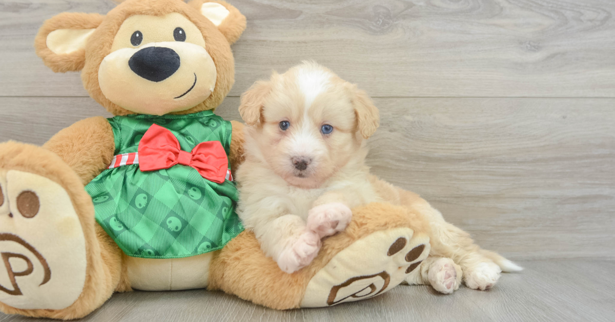 Cute Mini Pomskydoodle Amaretto: 7lb 1oz Doodle Puppy