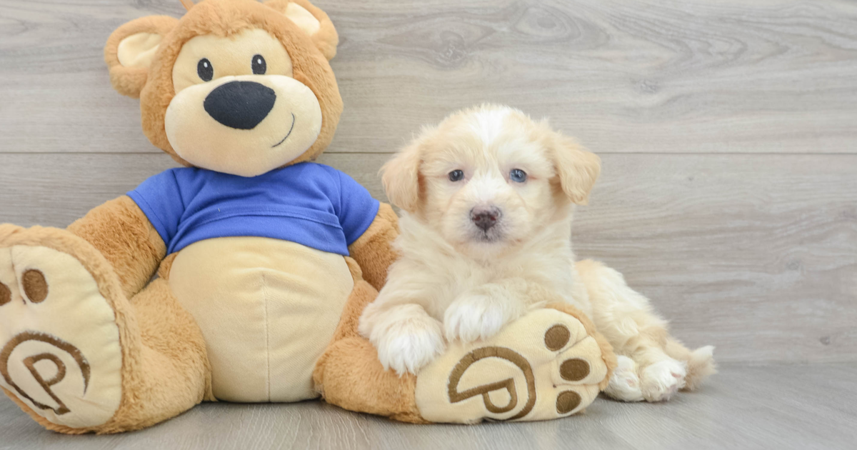 Petite Mini Pomskydoodle Amos: 9lb 5oz Doodle Puppy