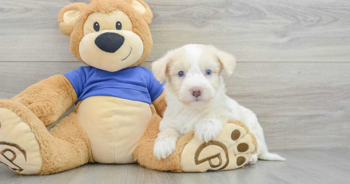 Smart Mini Pomskydoodle Antonio: 7lb 10oz Doodle Puppy