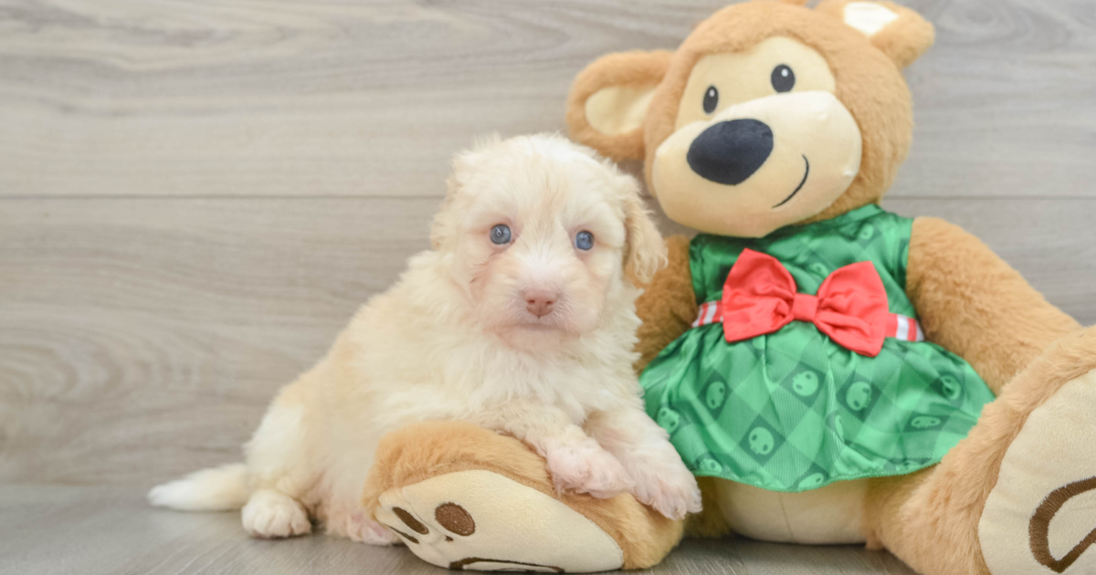 Small Mini Pomskydoodle Antonio: 7lb 6oz Doodle Puppy