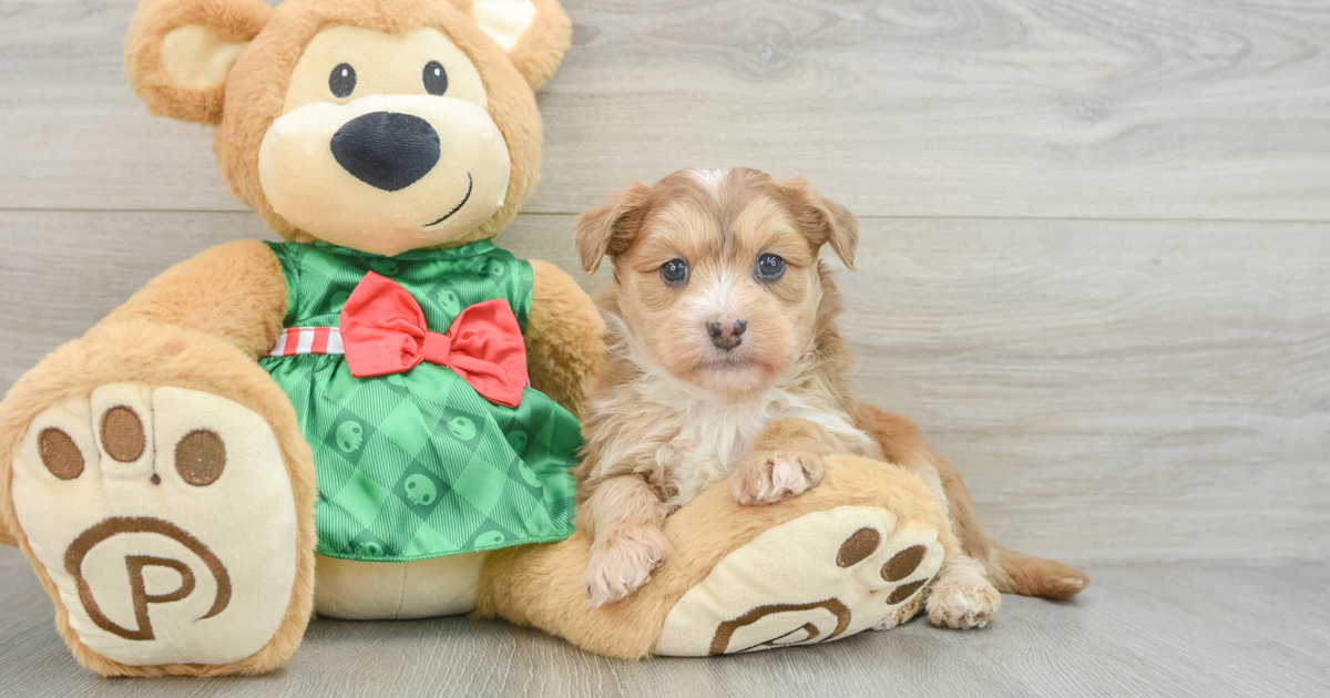 Fluffy Mini Pomskydoodle Apollo: 6lb 3oz Doodle Puppy