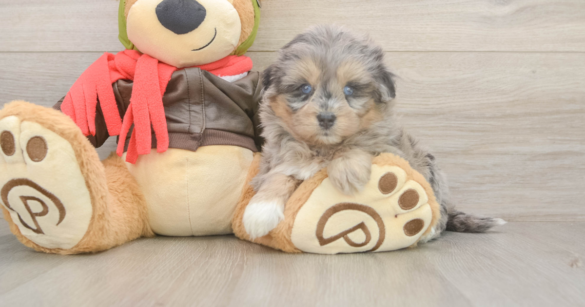 Friendly Mini Pomskydoodle Ava: 5lb 0oz Doodle Puppy
