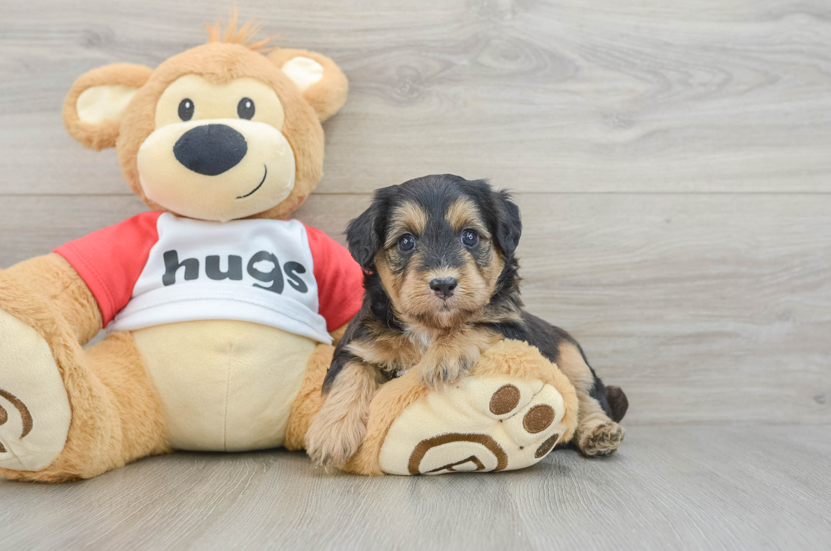 Exclusive Mini Pomskydoodle Puppies For Sale | Premier Pups