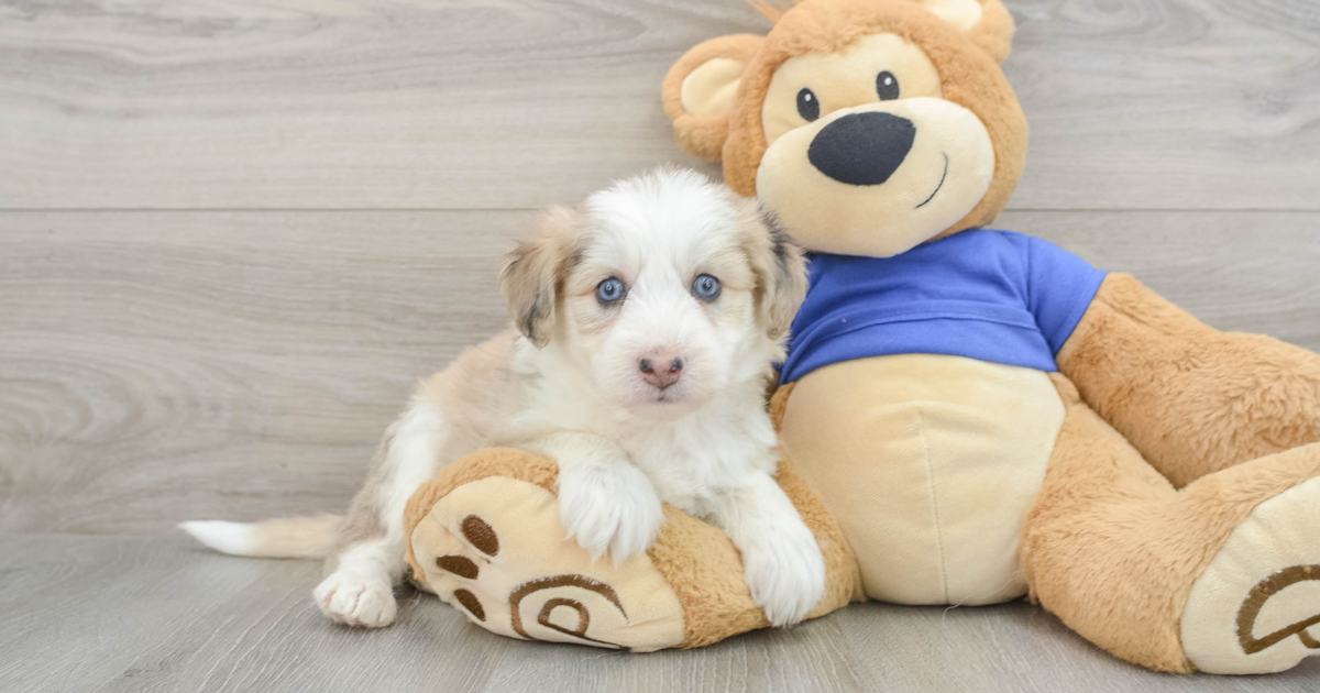 Sweet Mini Pomskydoodle Azure: 7lb 15oz Doodle Puppy