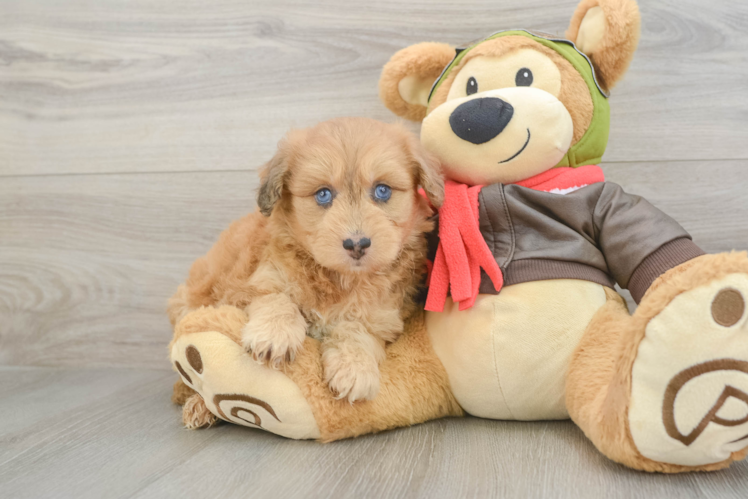 Petite Mini Pomskydoodle Juno: 5lb 14oz Doodle Puppy
