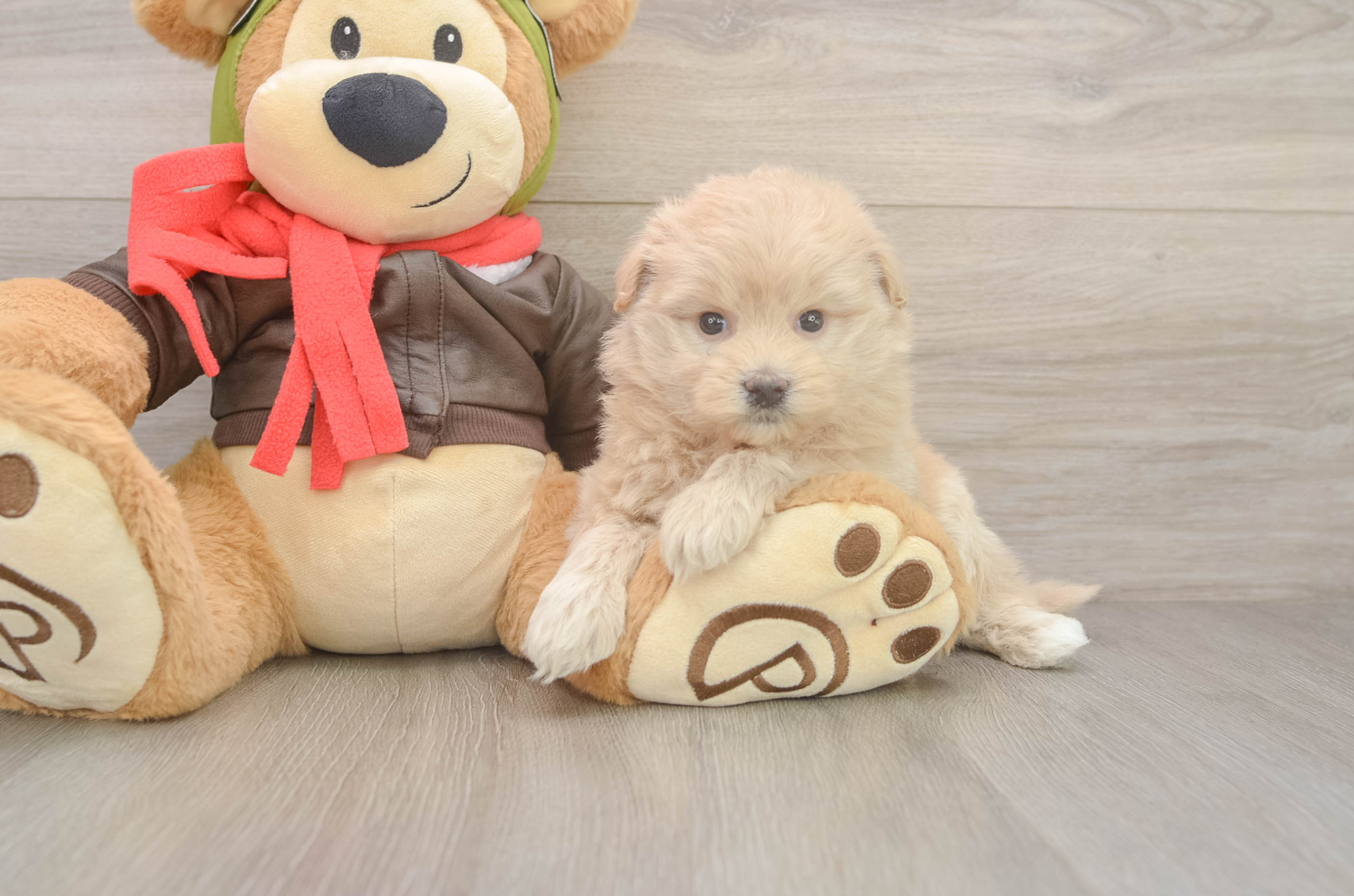 Exclusive Mini Pomskydoodle Puppies For Sale | Premier Pups