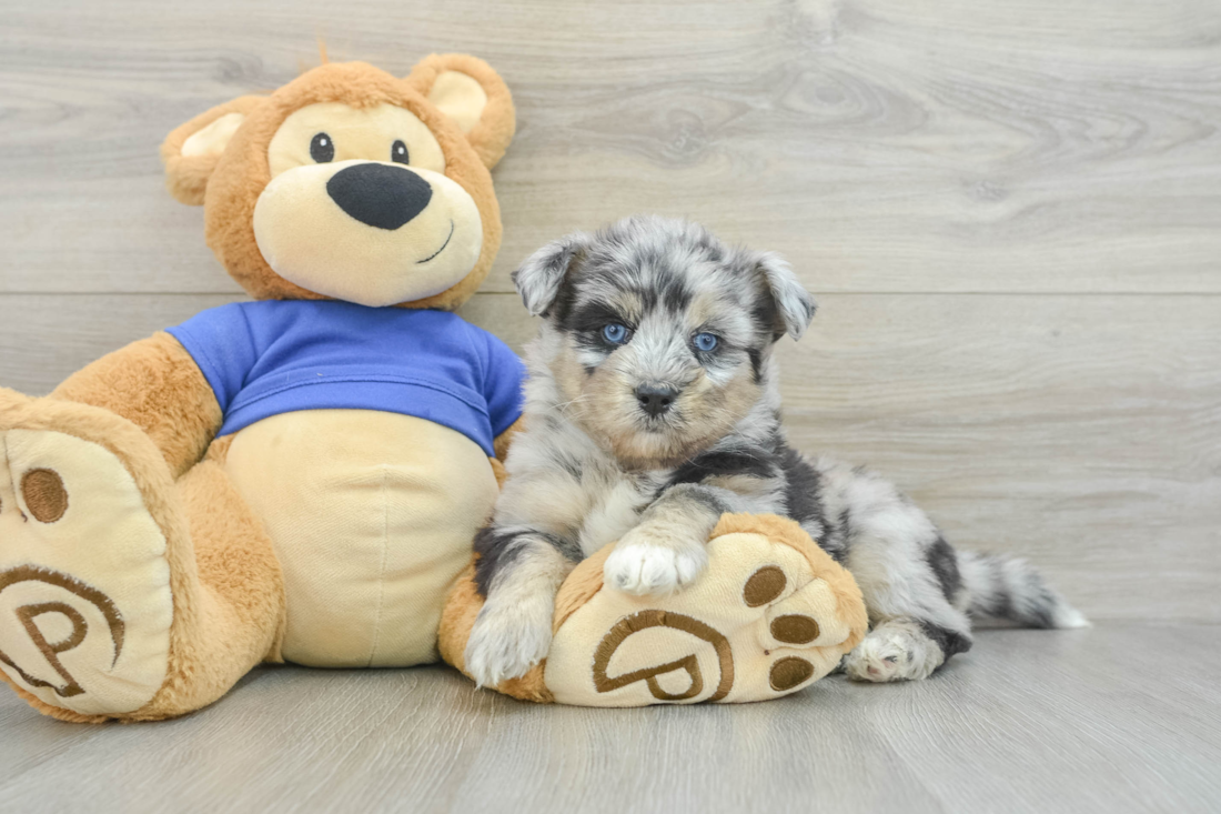 Photo Gallery: Beautiful Mini Pomskydoodle Pictures - Premier Pups