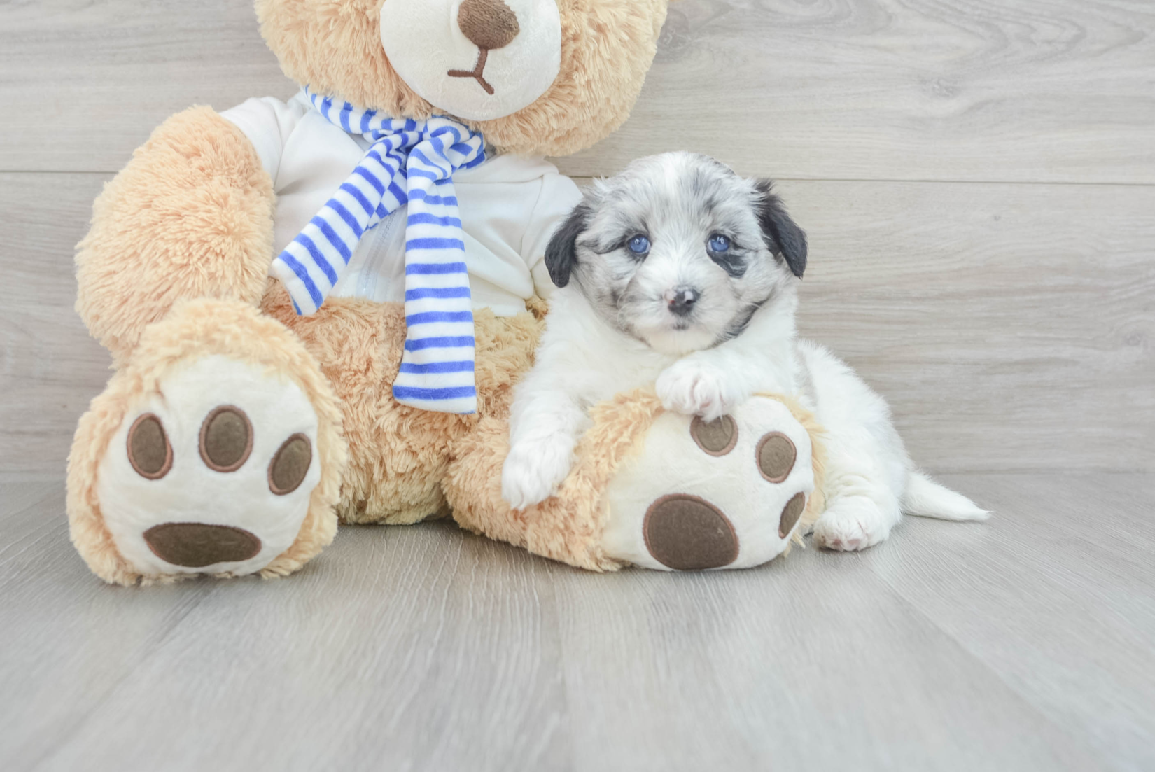 Photo Gallery: Beautiful Mini Pomskydoodle Pictures - Premier Pups