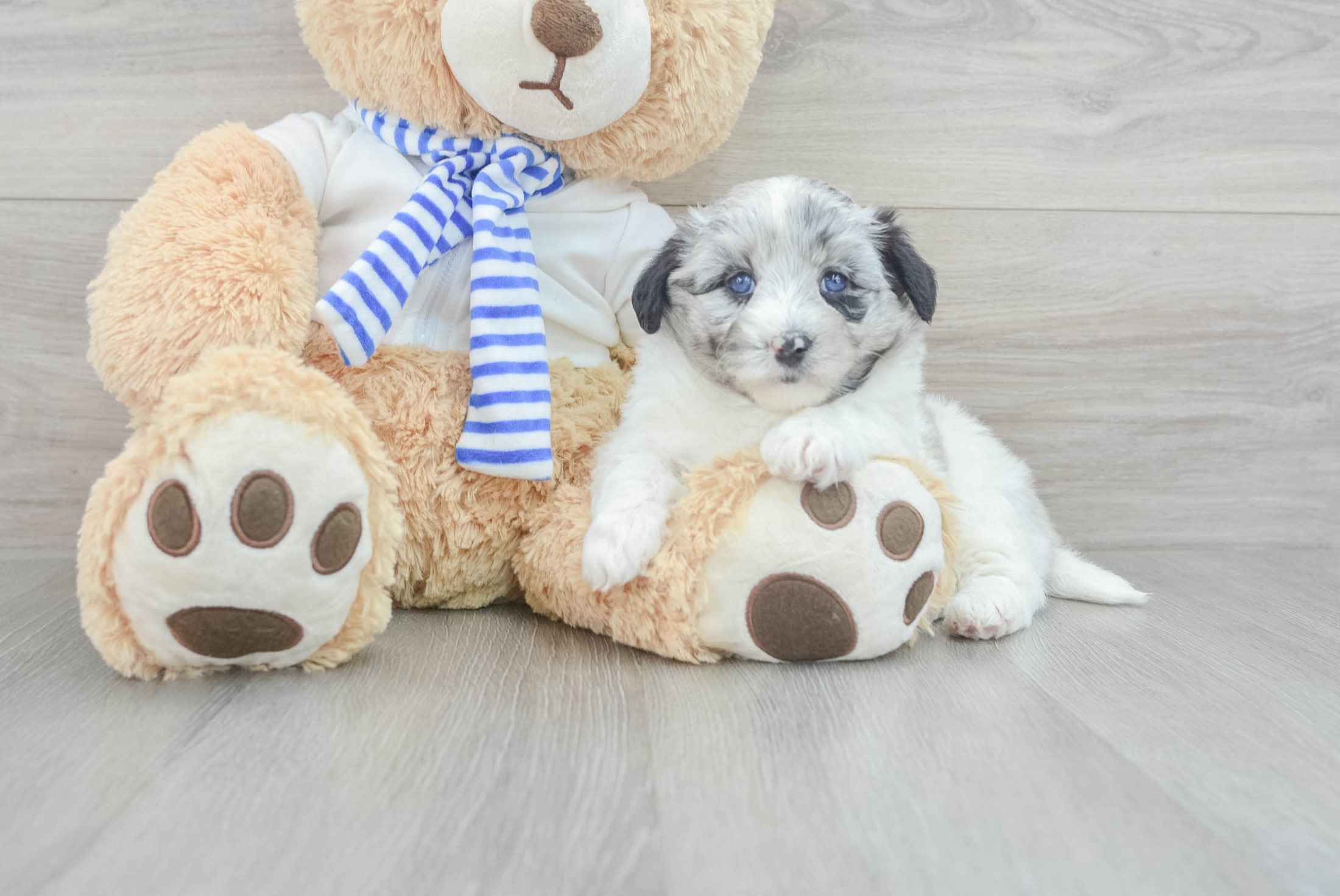 Photo Gallery: Beautiful Mini Pomskydoodle Pictures - Premier Pups