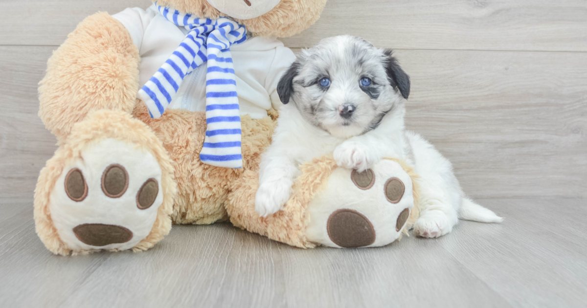 Sweet Mini Pomskydoodle Mackenzie: 5lb 13oz Doodle Puppy