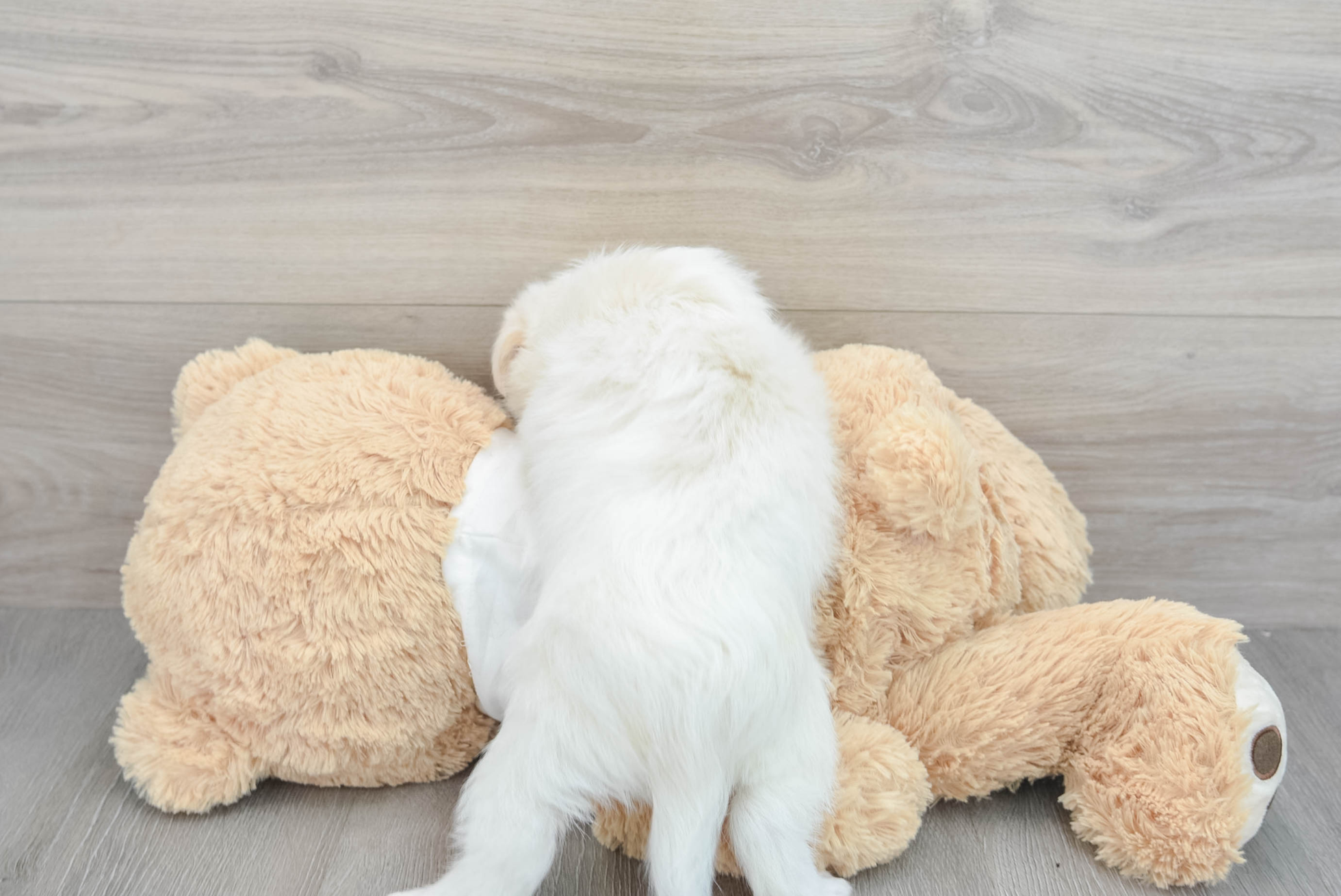 Small Mini Pomskydoodle Manny: 6lb 10oz Doodle Puppy